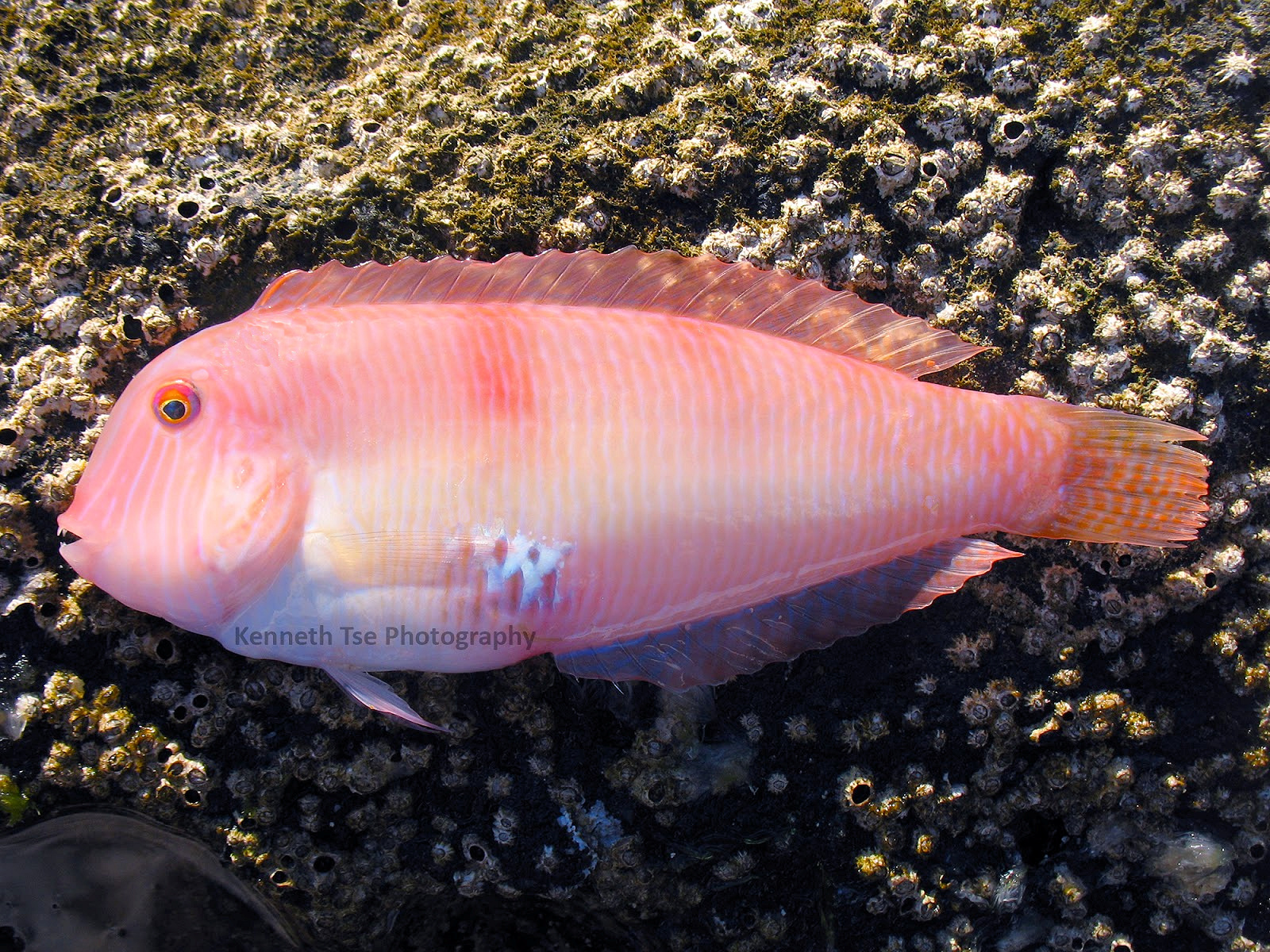 Wrasse Family Photographs, and Information – Labridae | Mexico – Fish ...