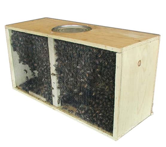 Carniolan Package Bees - 3 pounds with mated queen - Meyer Bees