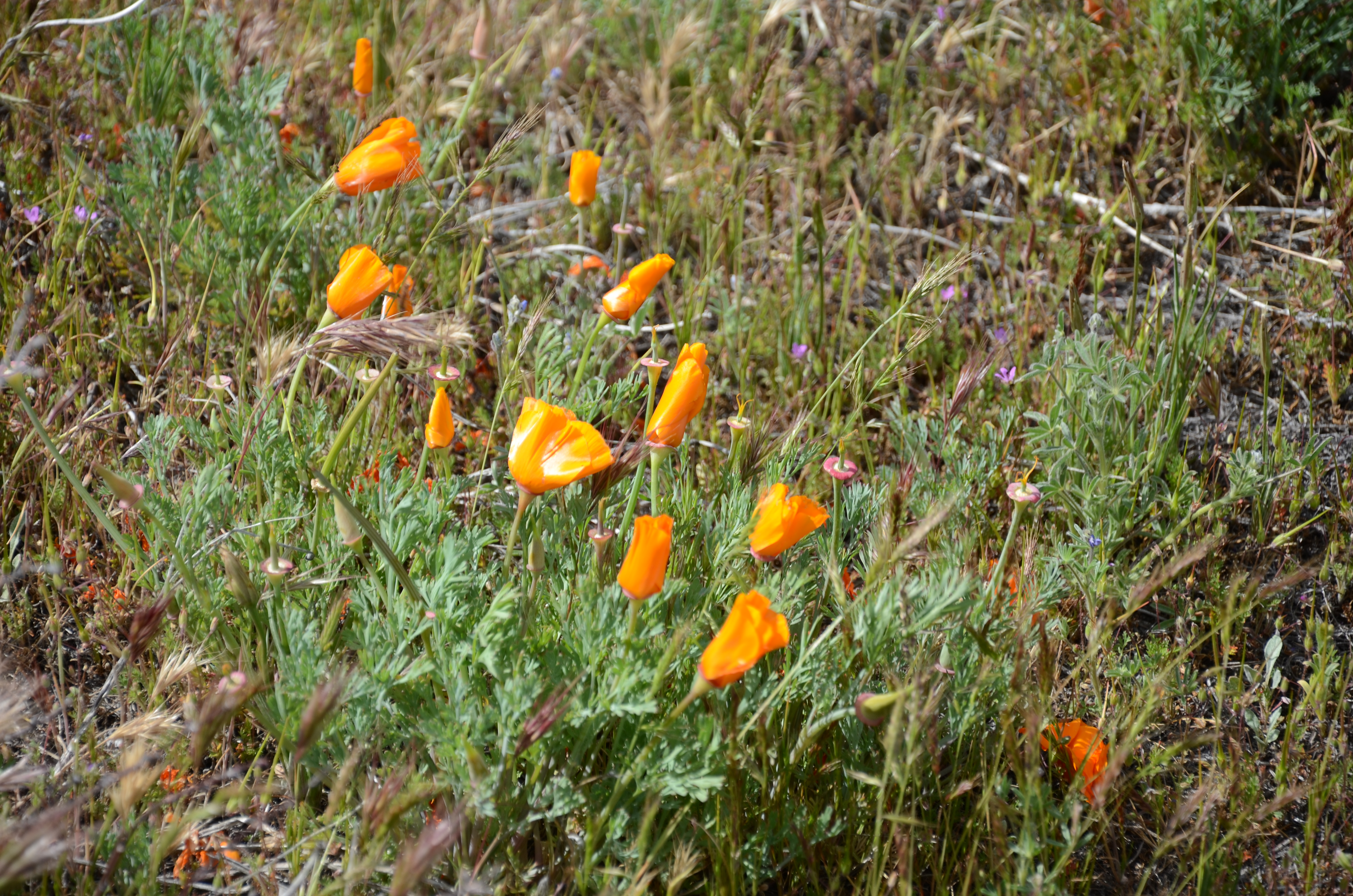 California Poppy | MowryJournal.com