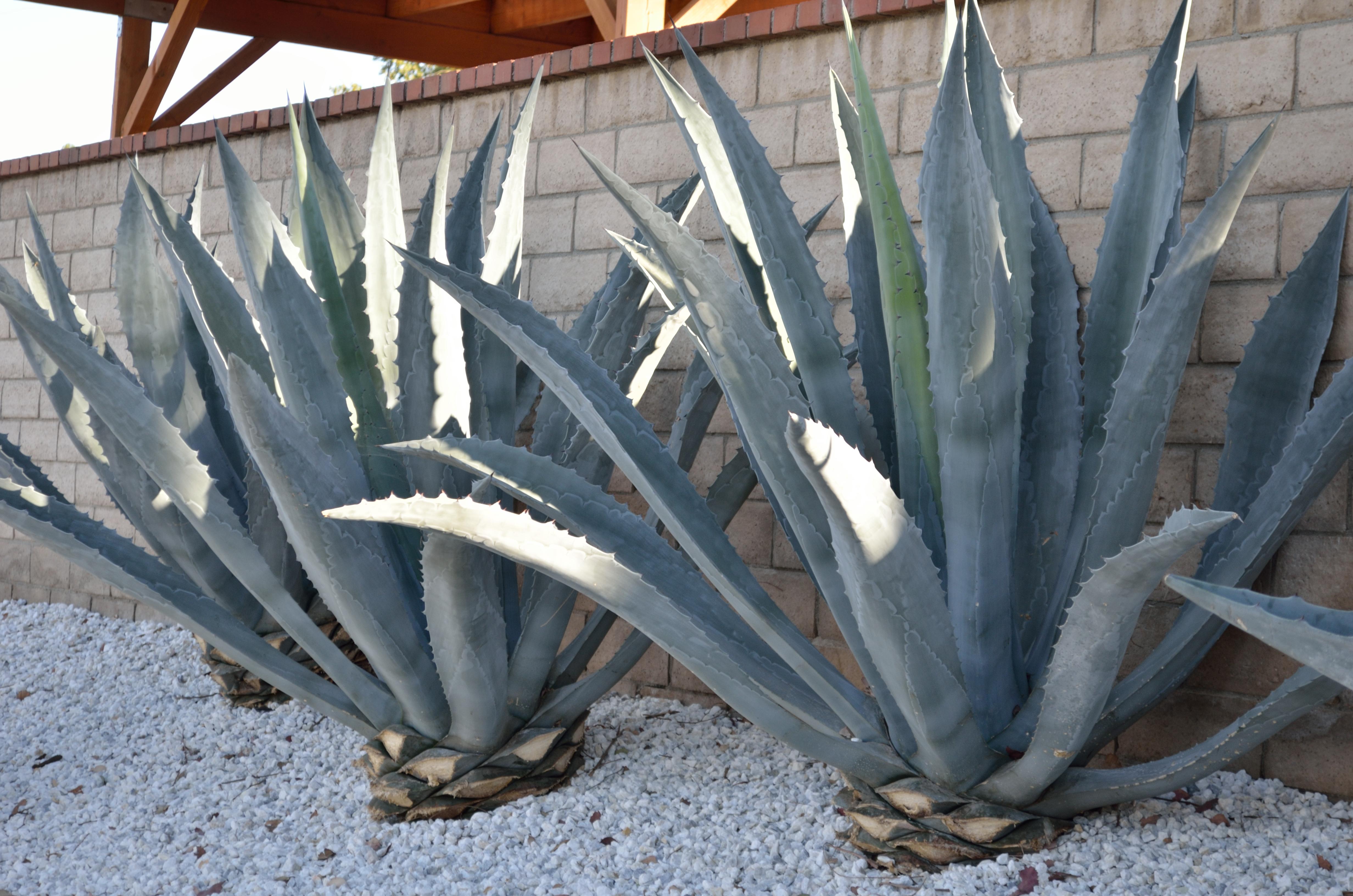Agave Americana | MowryJournal.com