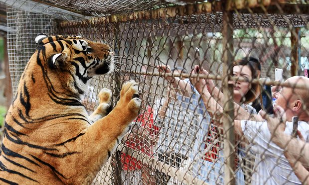 VIDEO: Tiger attacks woman at Beijing wildlife park - Naijalog