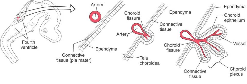 The Ventricles, Choroid Plexus, and Cerebrospinal Fluid | Neupsy Key
