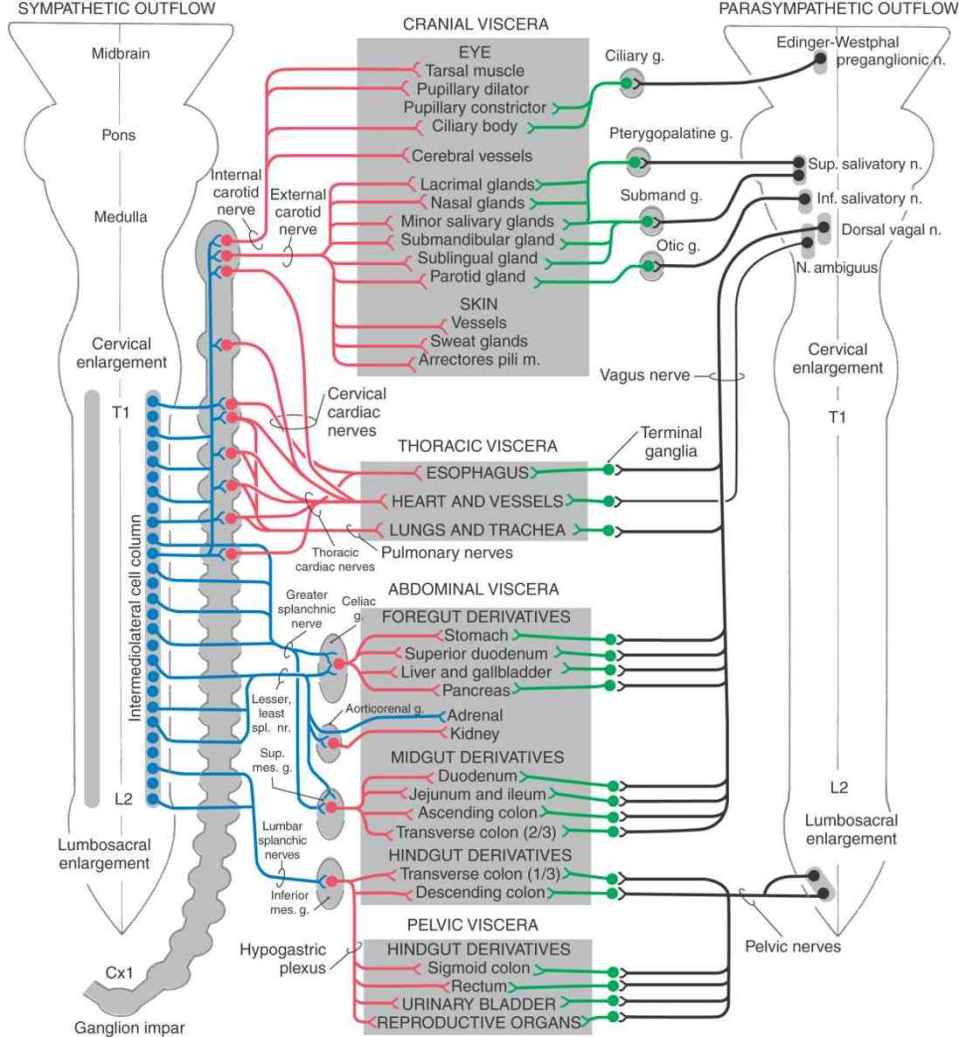 Visceral Motor Pathways | Neupsy Key