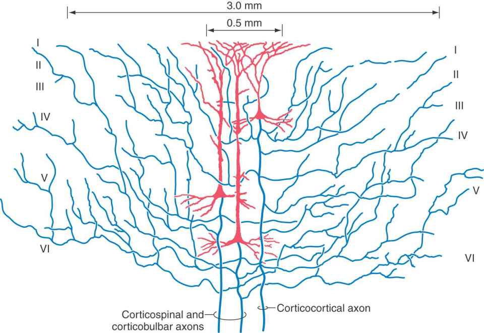 The Cerebral Cortex | Neupsy Key