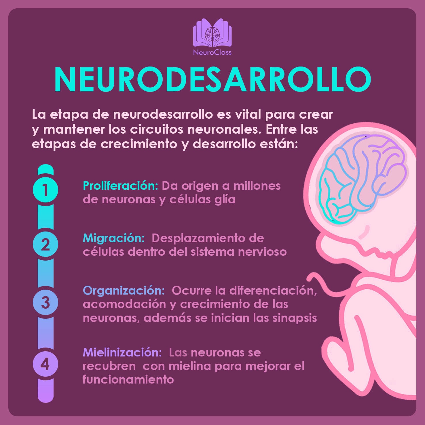 Neurodesarrollo: el inicio del sistema nervioso - NeuroClass