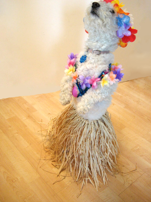 Hawaiian Hula Dancer Dog Costume – Easy To Make: No Sewing Needed ...