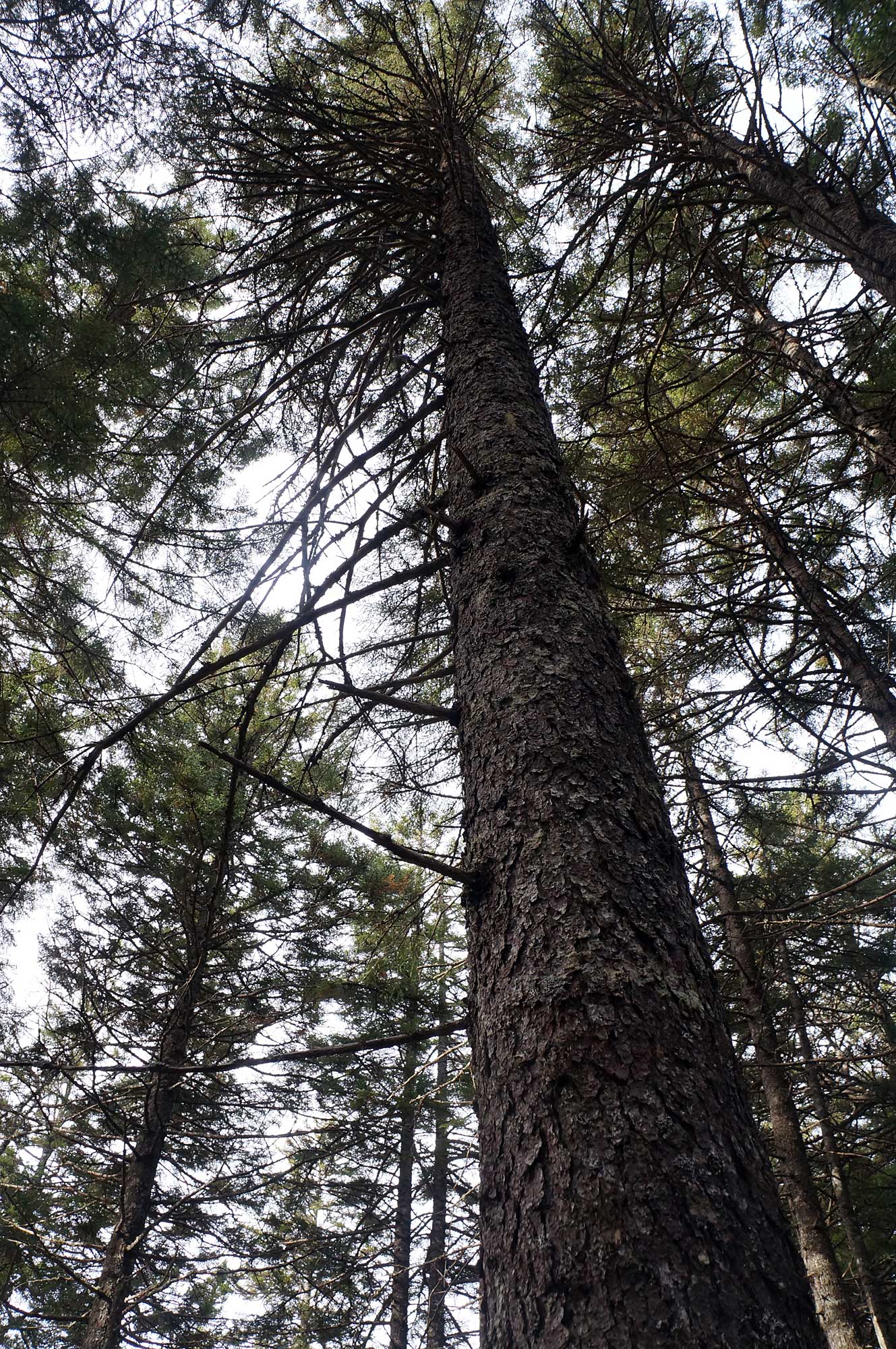 Clearcuts in a Nature Reserve | Nova Scotia Forest Notes