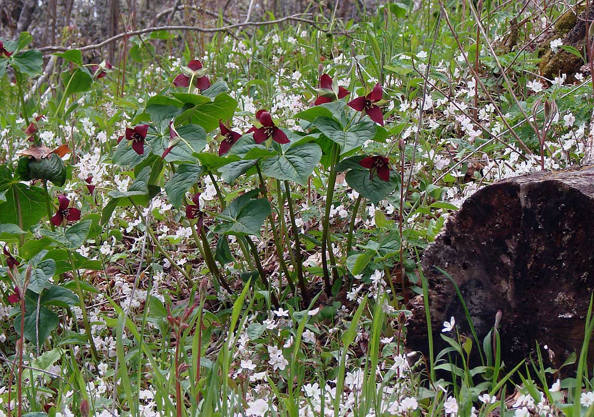 Acadia Lifelong Learning: The Secret Life of Acadian Forest Flora ...