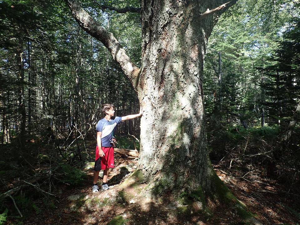 Giants of Nova Scotia | Nova Scotia Forest Notes