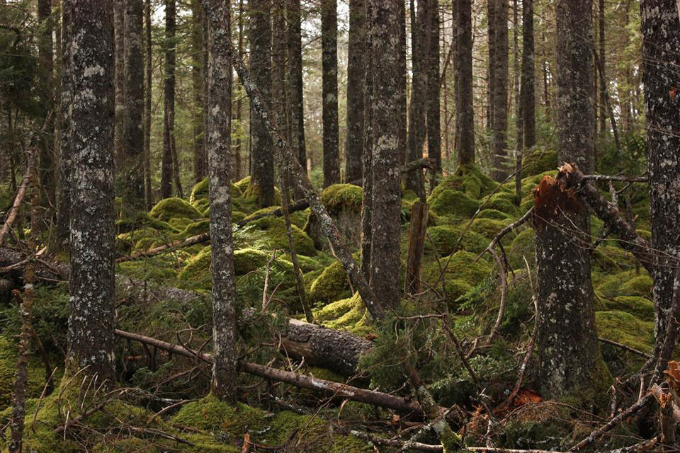 An optimistic perspective about the future of Nova Scotia forests and ...