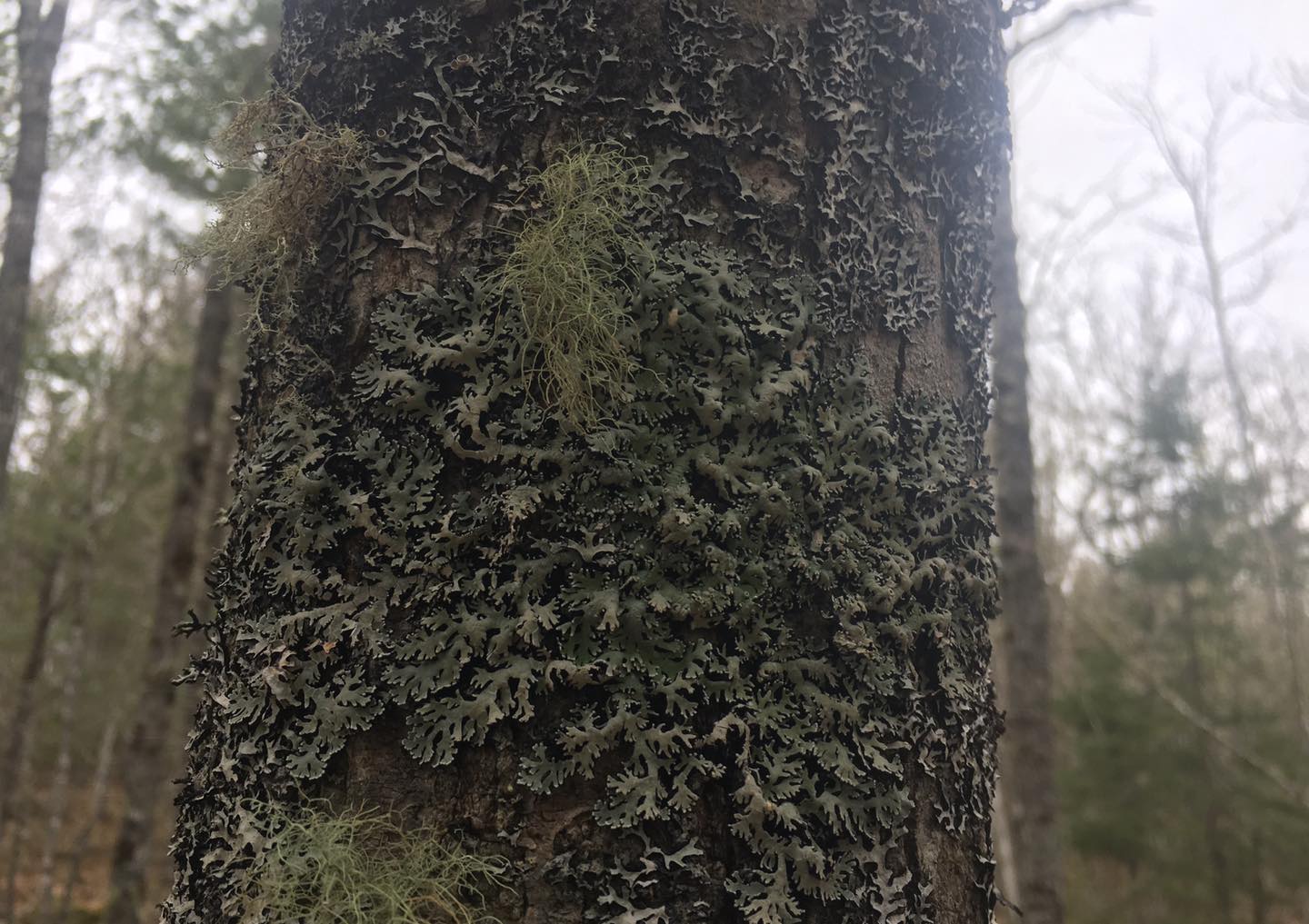 Mayflowers, more lichens and a lot else in the old forest at the Last ...