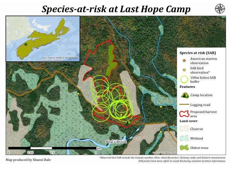 “60% of the Last Hope forest is now completely off-limits to cutting ...