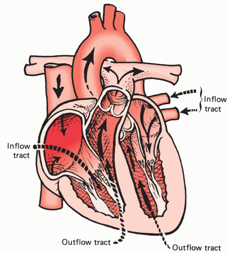 Cardiac Anatomy and Physiology | Nurse Key