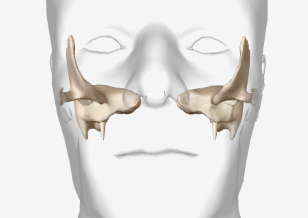 Cranial bones | NURSING LECTURE