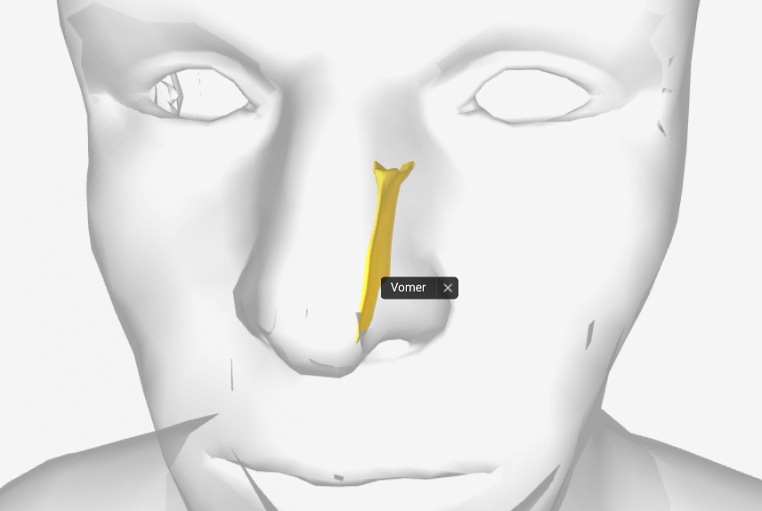 Facial Bones | NURSING LECTURE