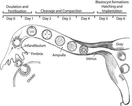 Fertilization and Implantation | Obgyn Key