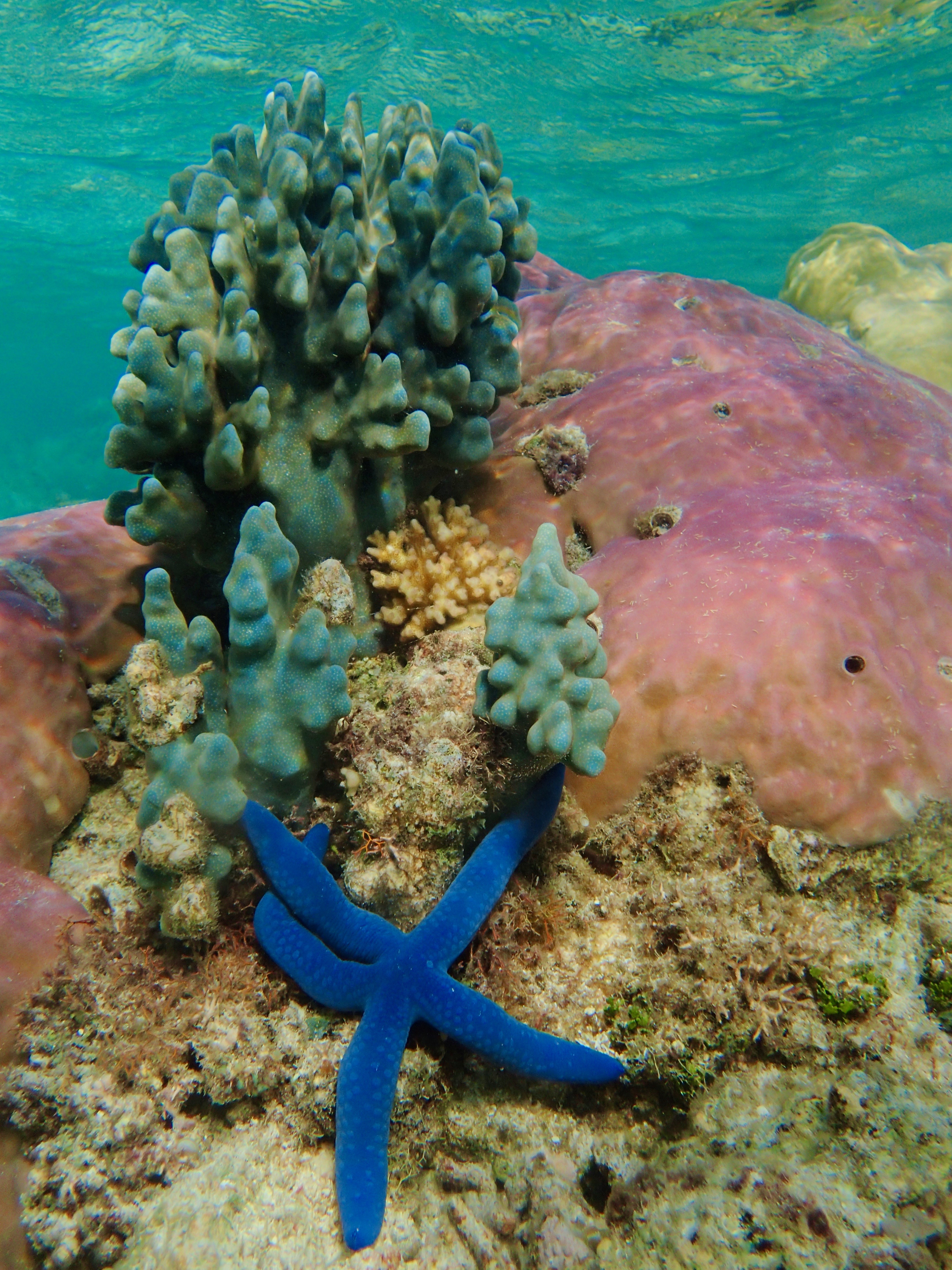 Blue Coral with a Not-So-Blue Future | oceanbites