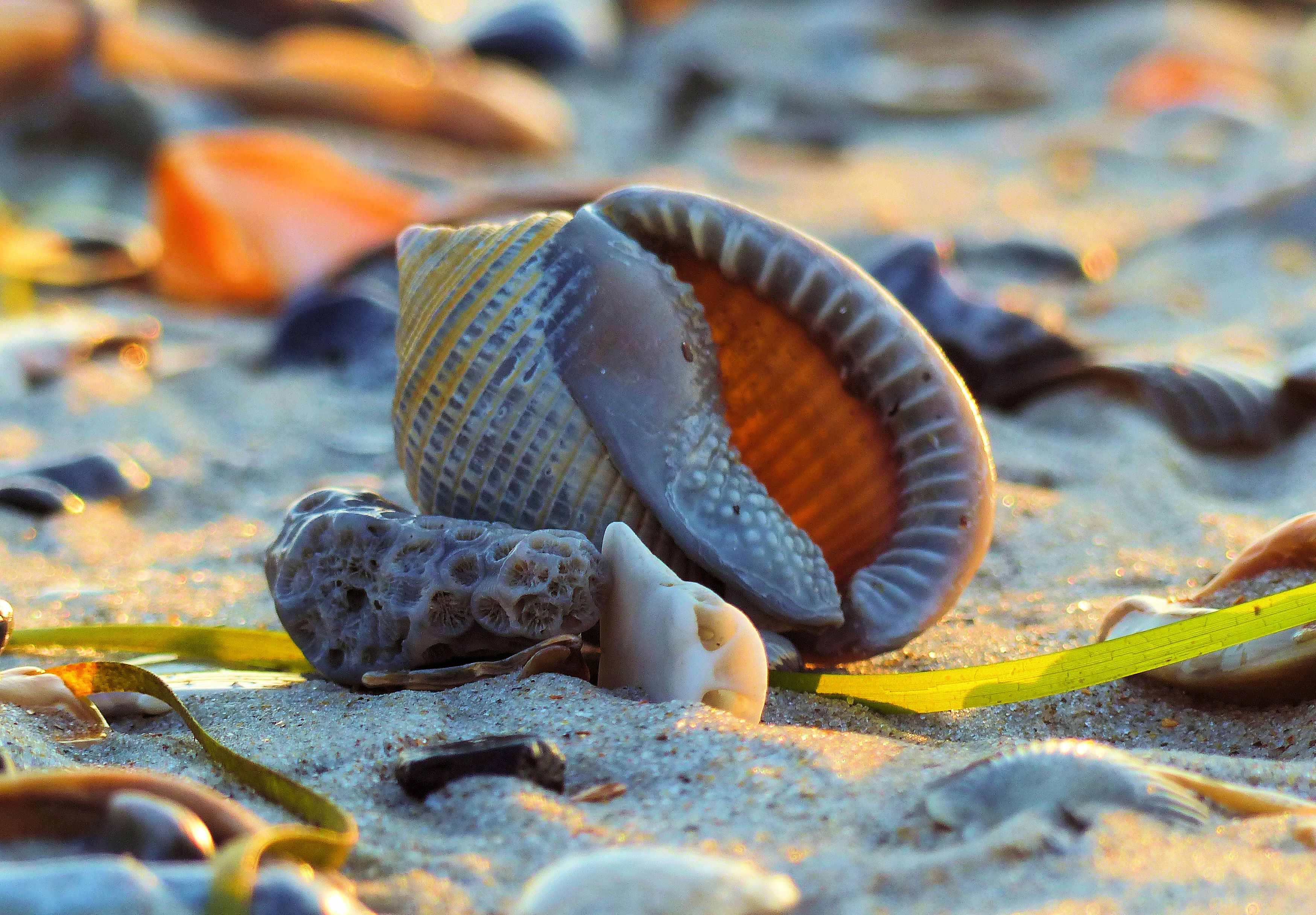 NC Shell Club quest: beach treasures | Ocracoke Observer
