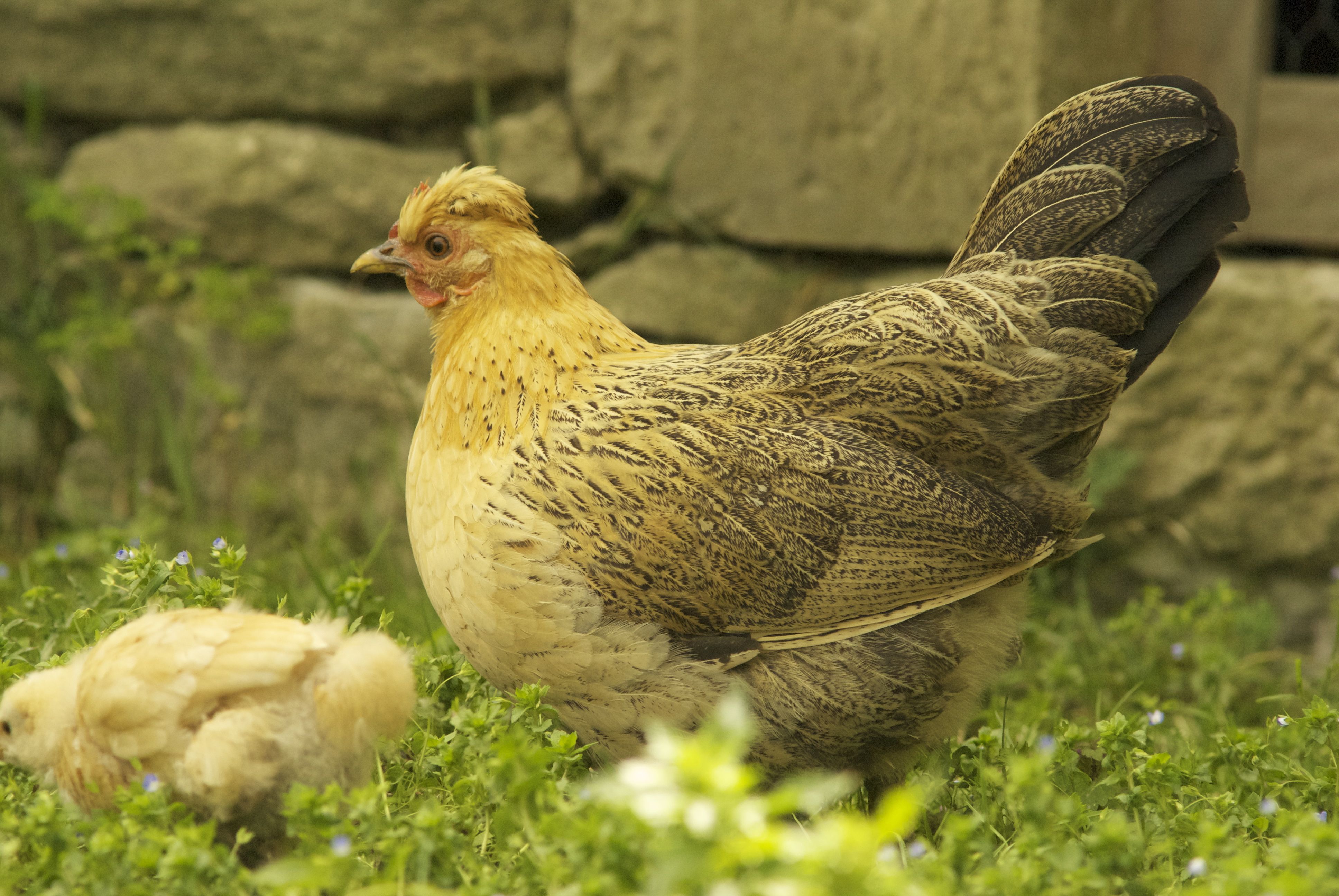 Cotcot, poule naine huppée dorée