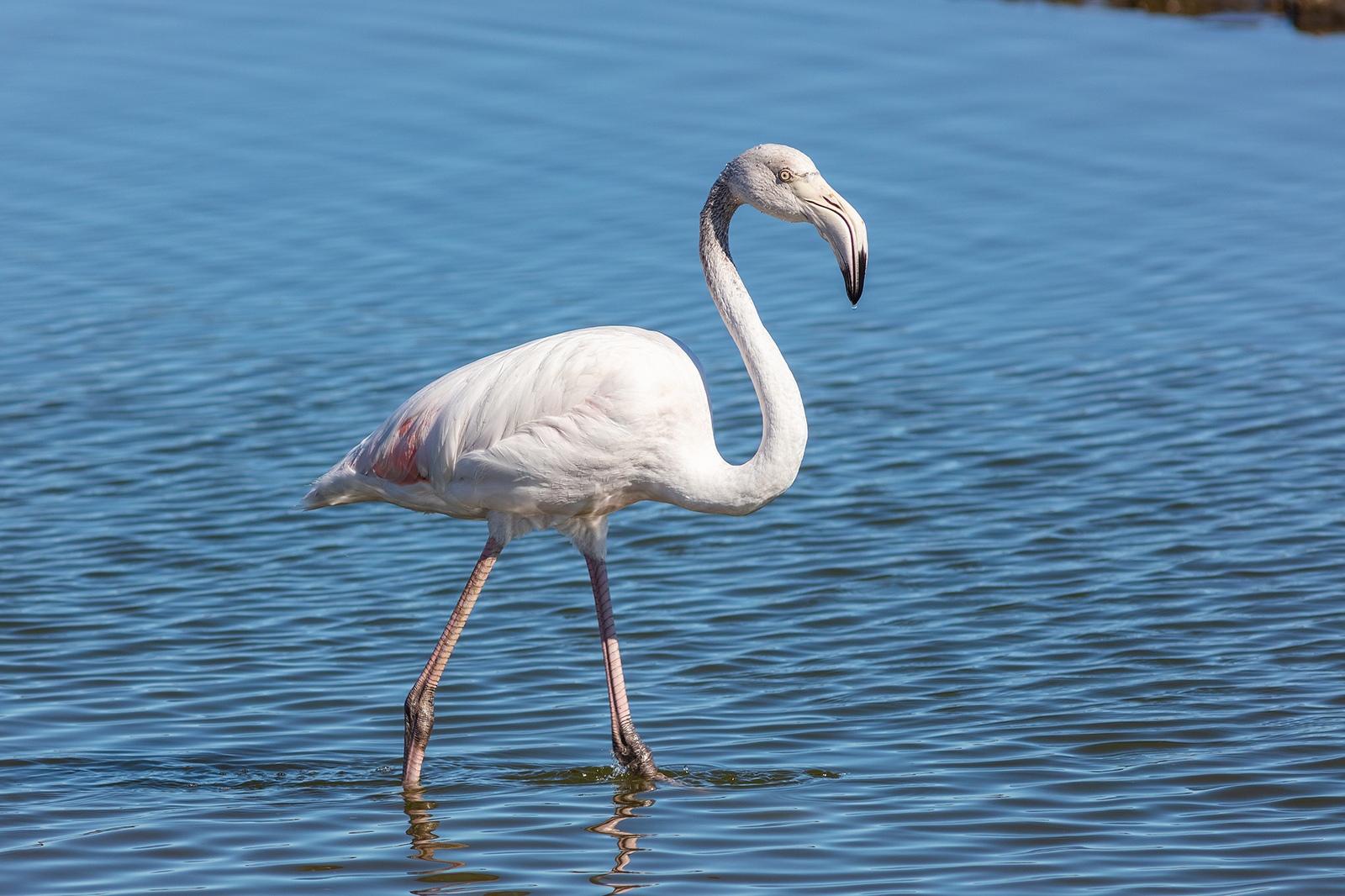 Flamingo spotted wading at Għajn Tuffieħa - Oh My Malta