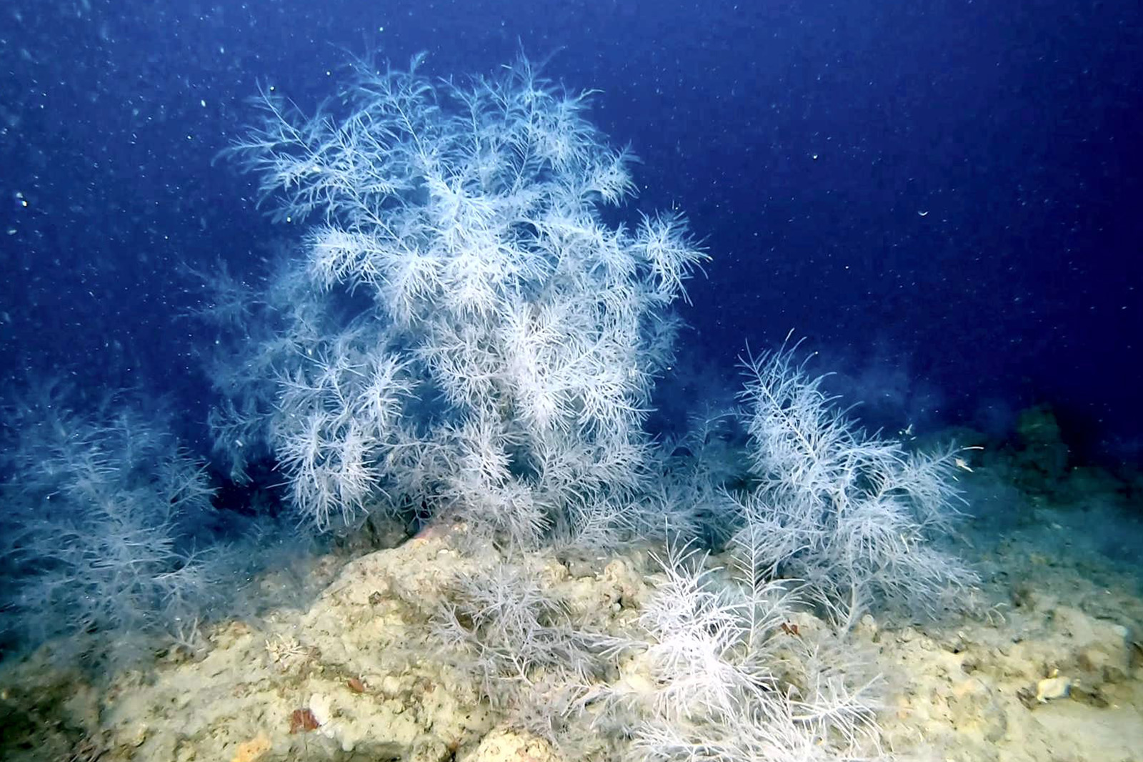 Coral mound 10 times the size of Comino discovered in Marsascala - Oh ...