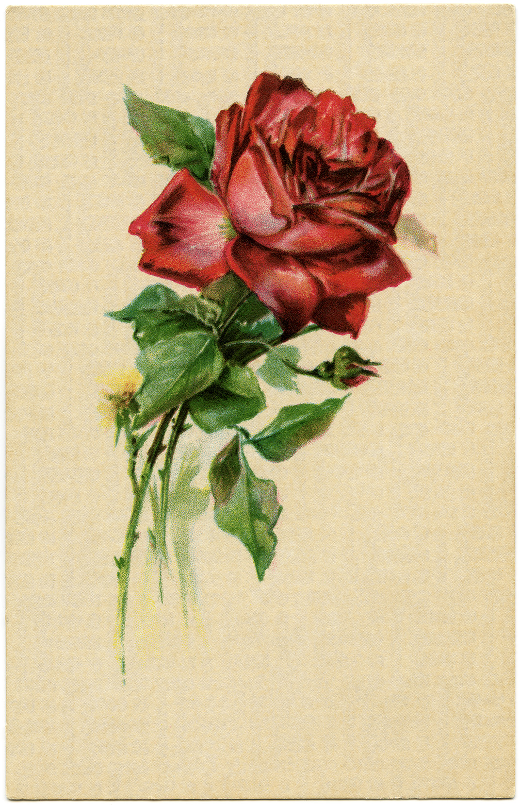 Free Vintage Image Red Rose Birthday Postcard | Old Design Shop Blog