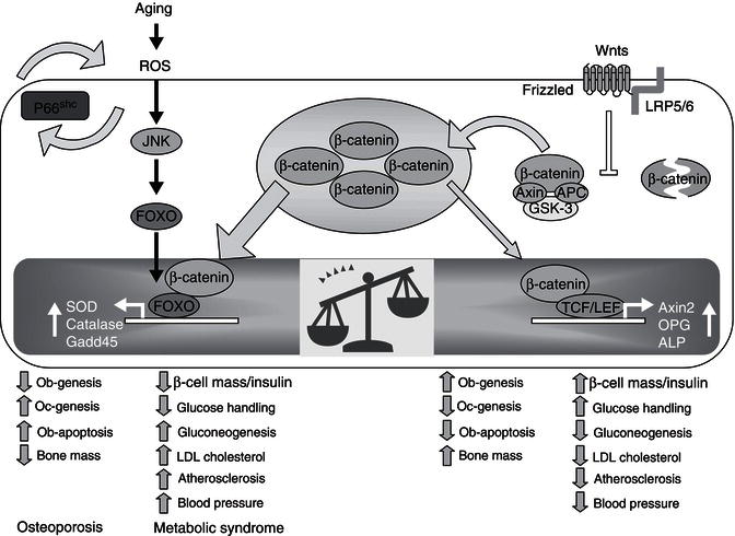 Nutritional Aspects of Disease Affecting the Skeleton | Oncohema Key