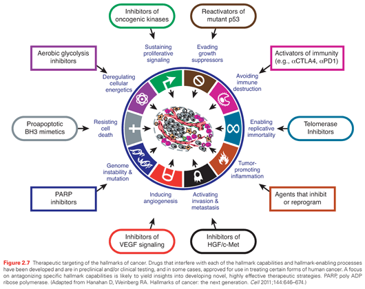 Hallmarks of Cancer: An Organizing Principle for Cancer Medicine ...