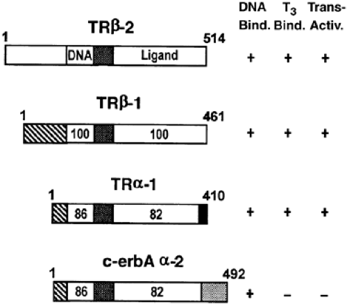 THYROID-HORMONE RECEPTORS AND THEIR STRUCTURE | Oncohema Key