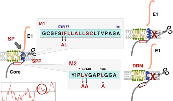 Host Factors Involved in the Propagation and Pathogenesis of Hepatitis ...
