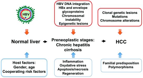 Oncogenic Role of Hepatitis B Virus | Oncohema Key