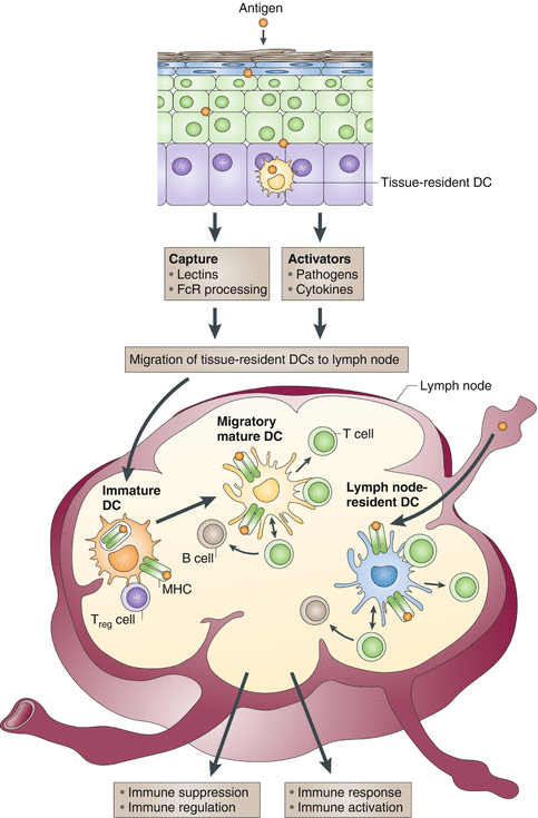 Frontiers in Cancer Immunotherapy | Oncohema Key