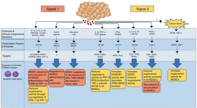 Biology of Myeloid-Derived Suppressor Cells | Oncohema Key