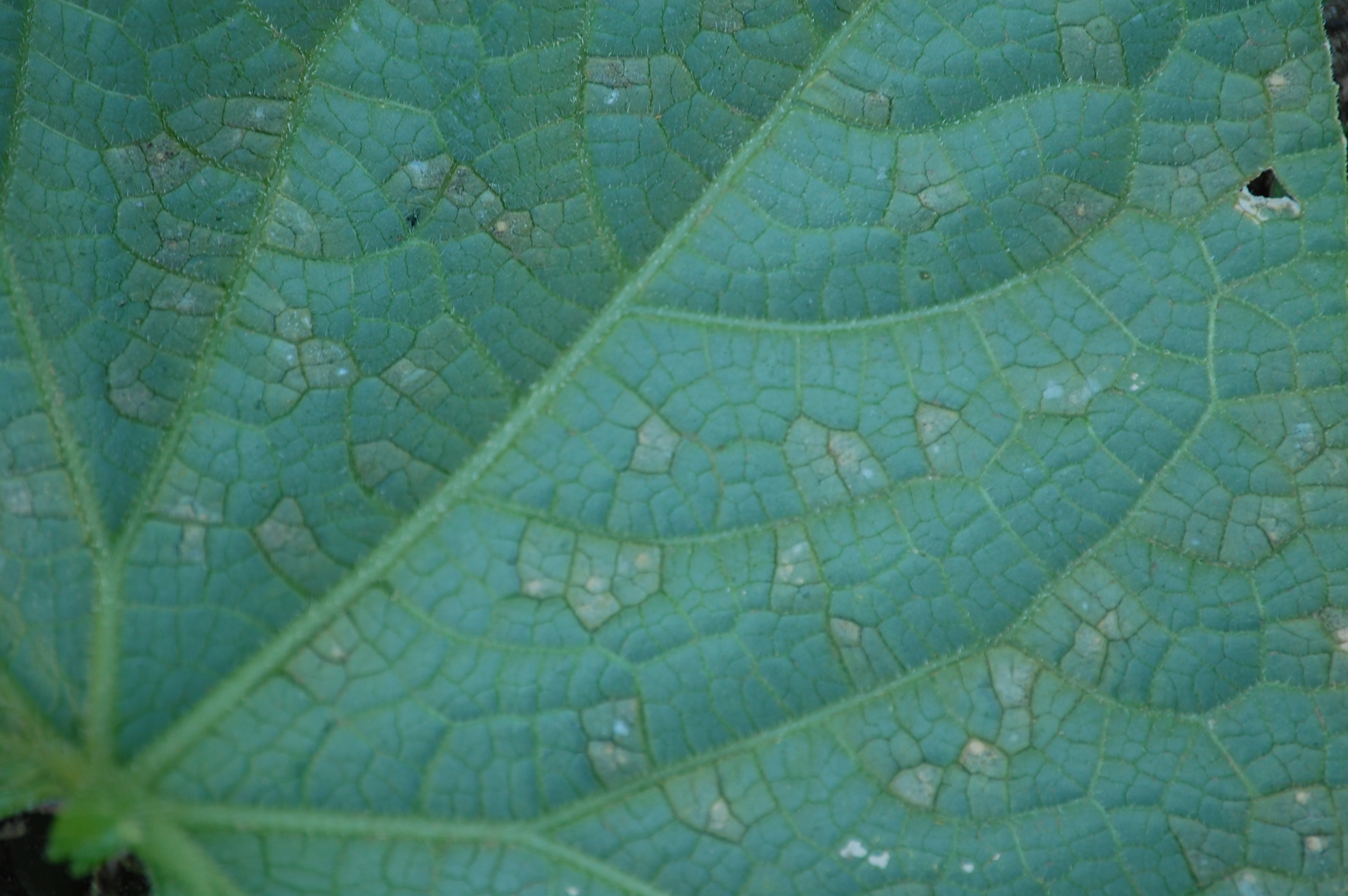 2018 Downy Mildew Control Strategy for Cucumber Crops — ONvegetables ...