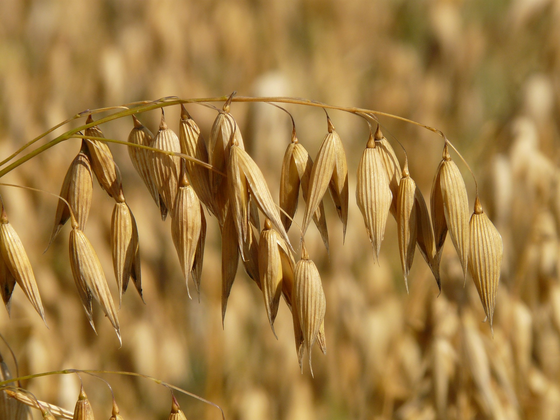 Aveia e os seus Benefícios - O Poder dos Alimentos
