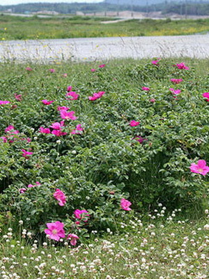 Park atirgul (atirgul kestirib): turlarning xususiyatlari. Rosehip ...