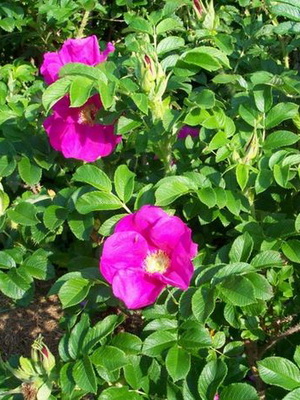 Park atirgul (atirgul kestirib): turlarning xususiyatlari. Rosehip ...