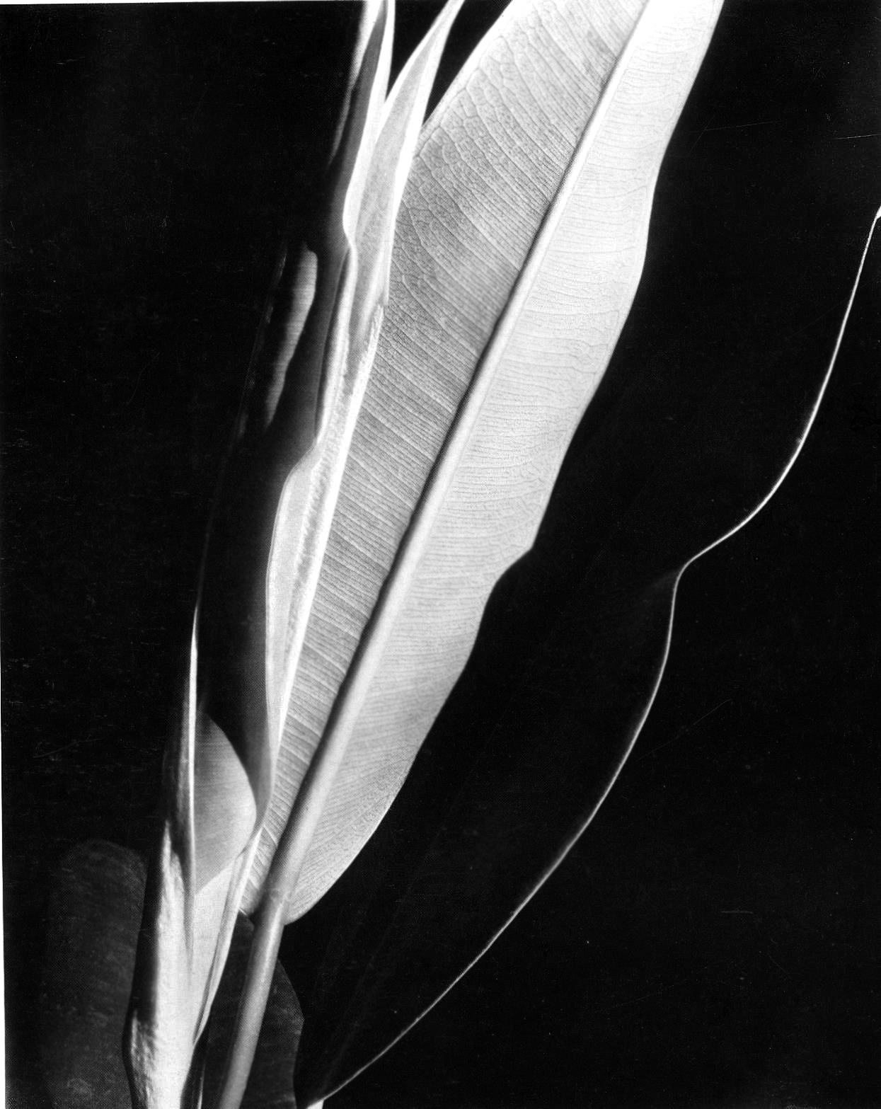 Galería: Imogen Cunningham | Oscar en Fotos