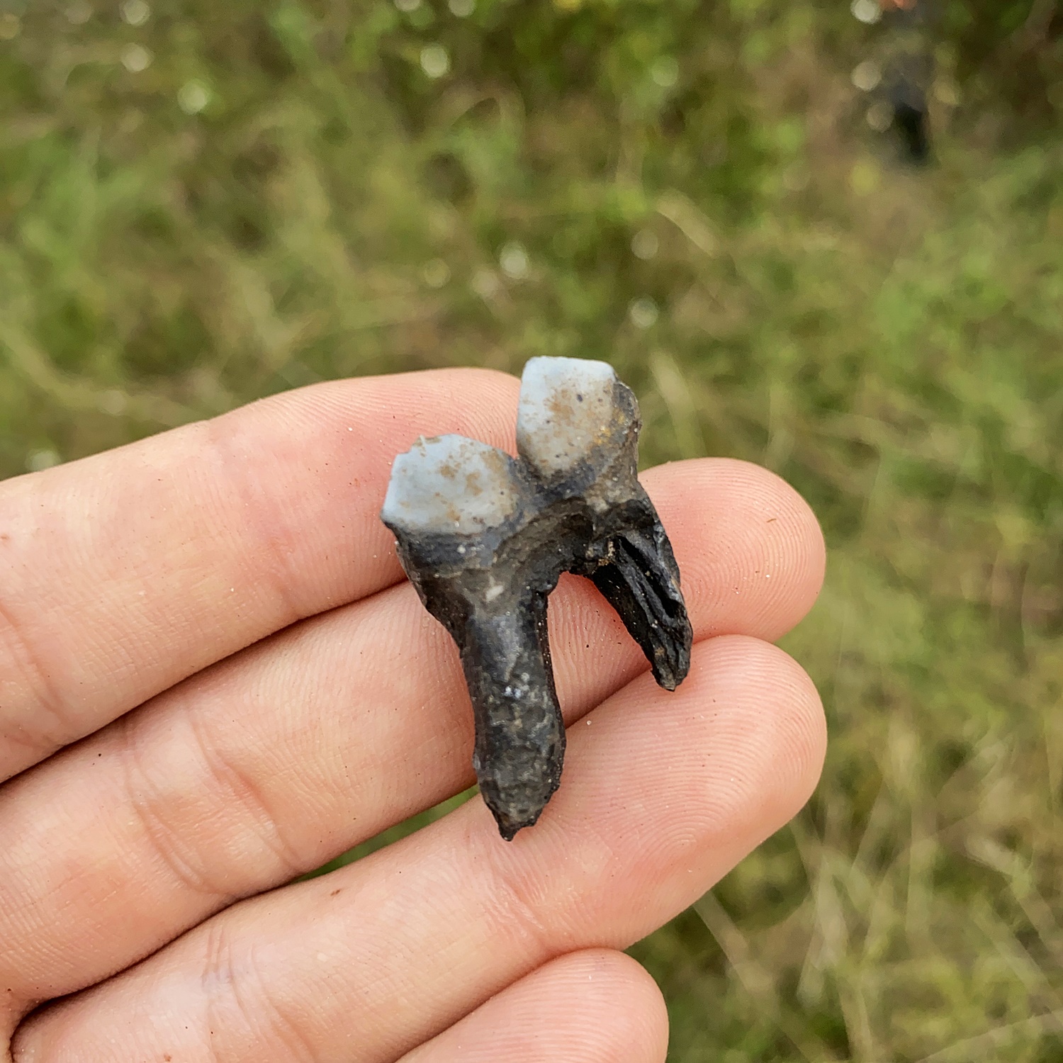 Deer Tooth | Pleistocene of Florida - PaleoCris