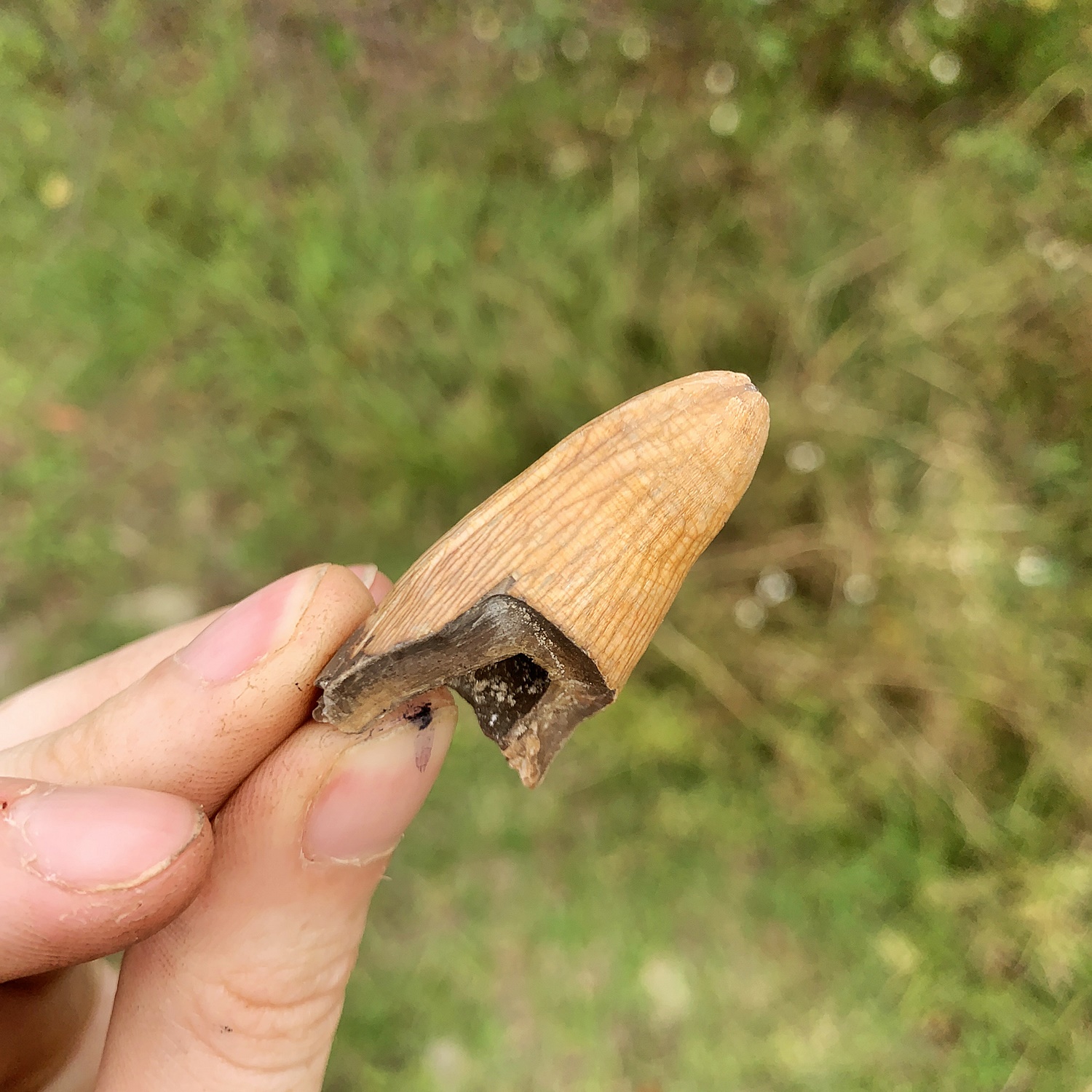 Fossil Alligator Tooth - Pleistocene of Florida - PaleoCris
