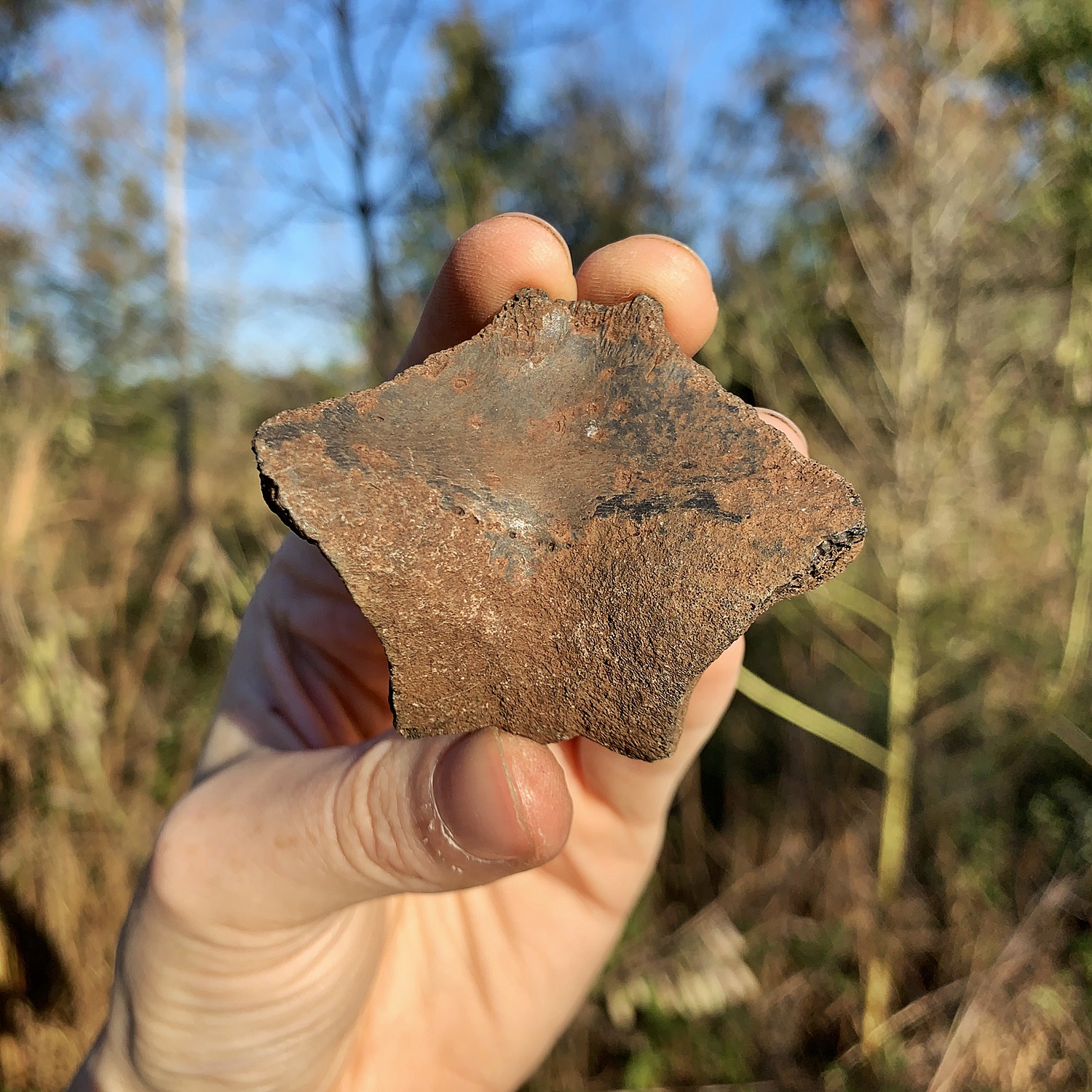 Fossil Turtle Nuchal Shell Piece | Pleistocene of Florida - PaleoCris