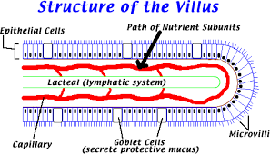 Digestive System | Passnownow
