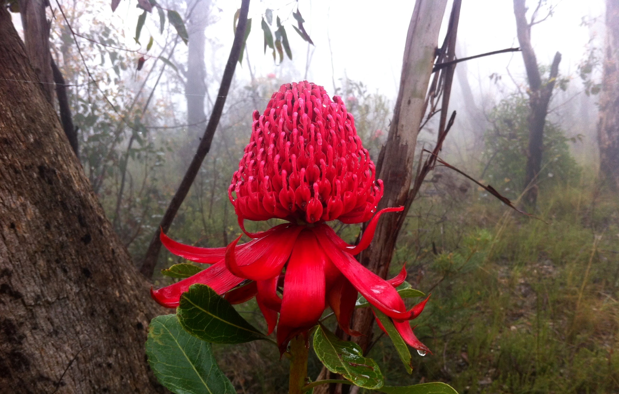 How the Blue Mountains nearly lost the Waratah.