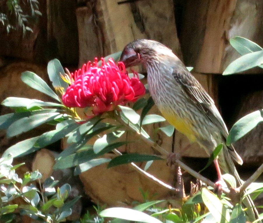 How the Blue Mountains nearly lost the Waratah.