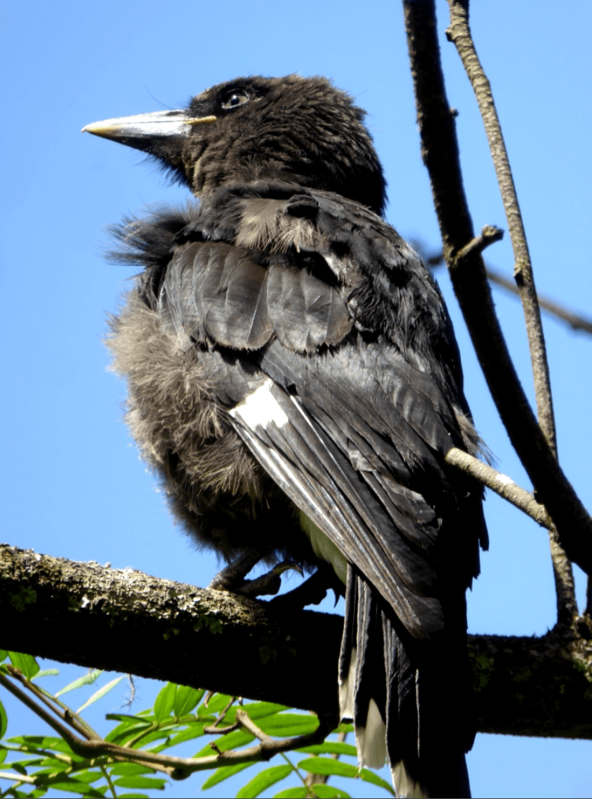 Currawongs are characters!