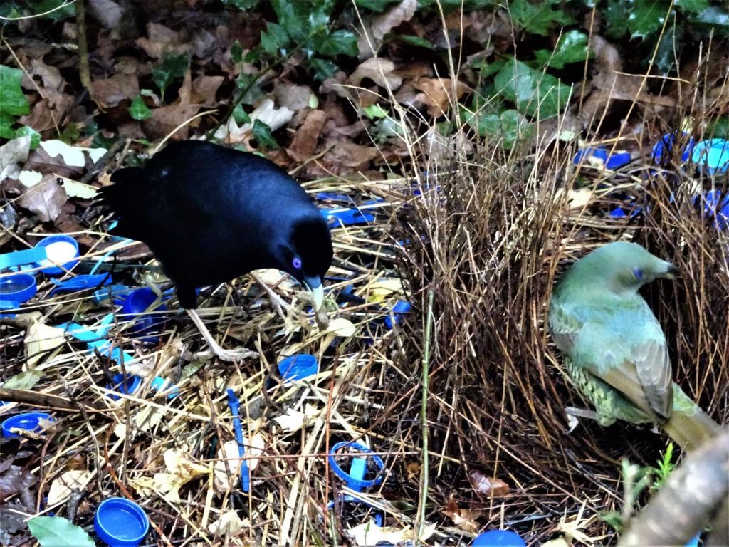The satin bowerbird has some early success with his bower.