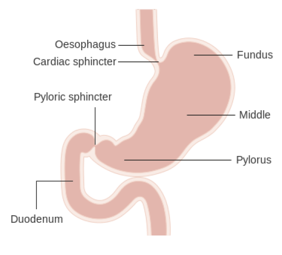 Difference Between Ruminant and Non Ruminant Animals - Pediaa.Com