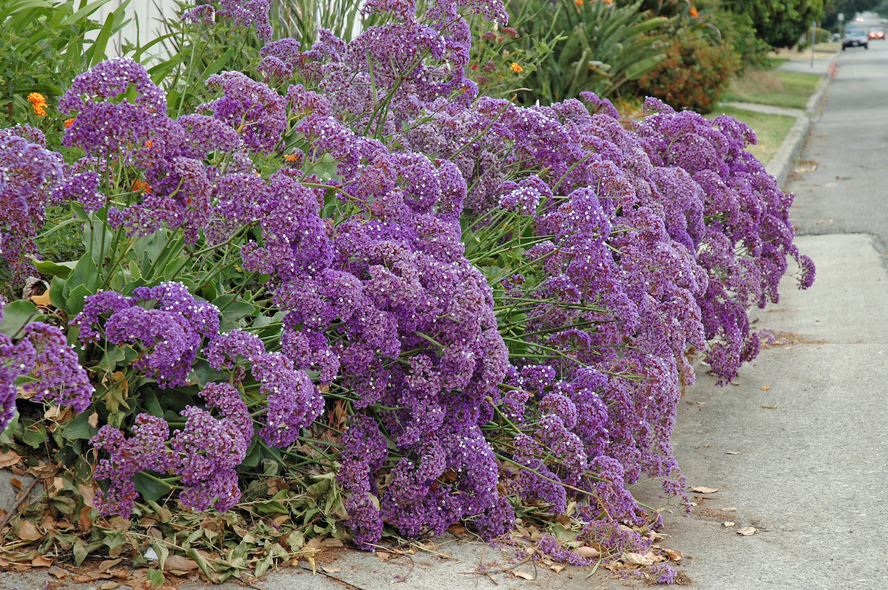 Limonium Plant - Statice Perezii Limonium Perezii Sea Lavender - We are ...