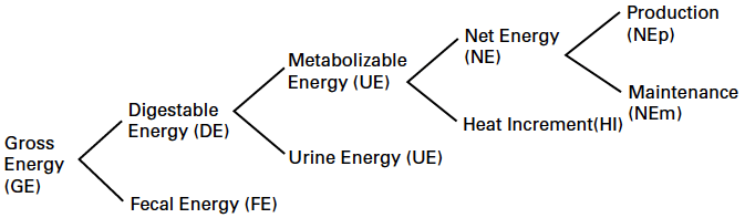 Dietary Energy for Swine - Pork Information Gateway