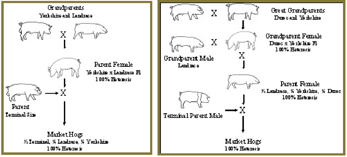 Evaluating Genetic Sources - Pork Information Gateway